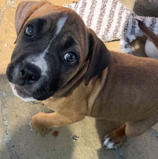 Pippy | RSPCA Adopt a pet