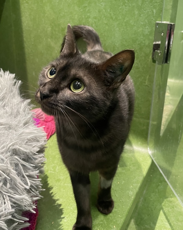 Mumma | RSPCA Adopt a pet