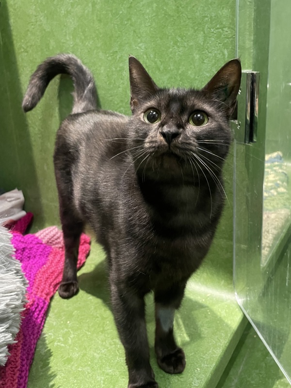 Mumma | RSPCA Adopt a pet