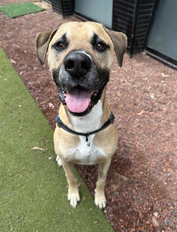 Hoss | RSPCA Adopt a pet