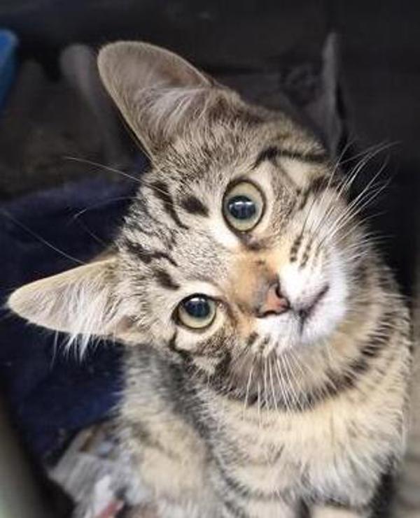 Bartholomew | RSPCA Adopt a pet
