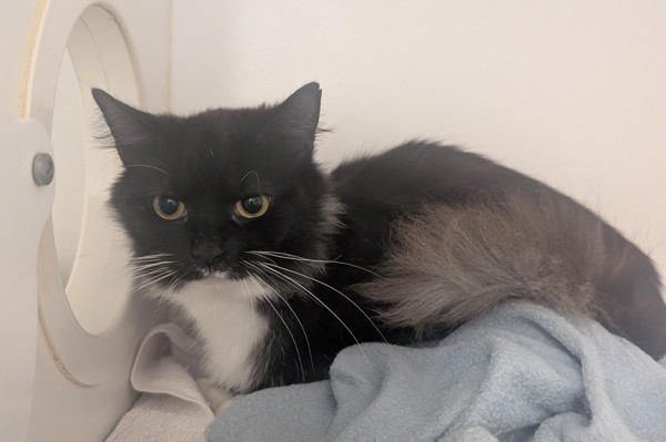 Cream Puff | RSPCA Adopt a pet