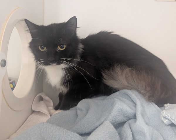 Cream Puff | RSPCA Adopt a pet