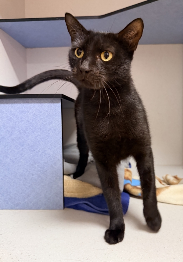 Zuri | RSPCA Adopt a pet