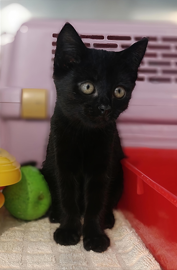 Comet | RSPCA Adopt a pet