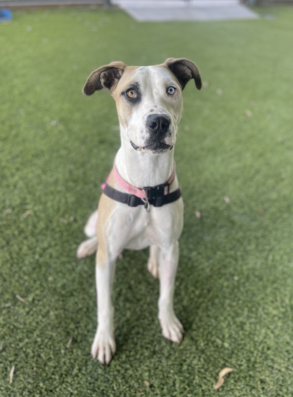 Elsa | RSPCA Adopt a pet