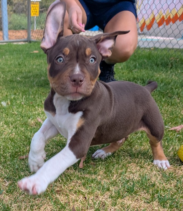 Toblerone | RSPCA Adopt a pet