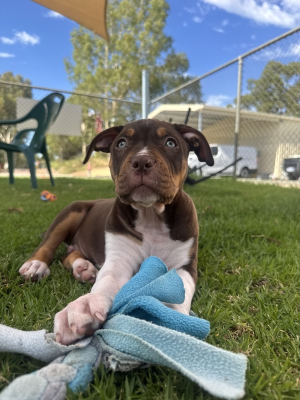 Toblerone | RSPCA Adopt a pet