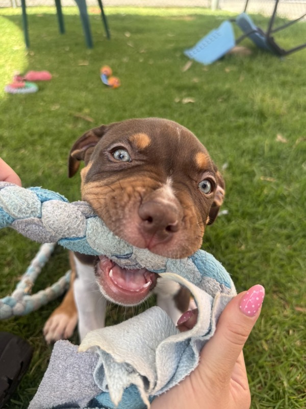 Toblerone | RSPCA Adopt a pet