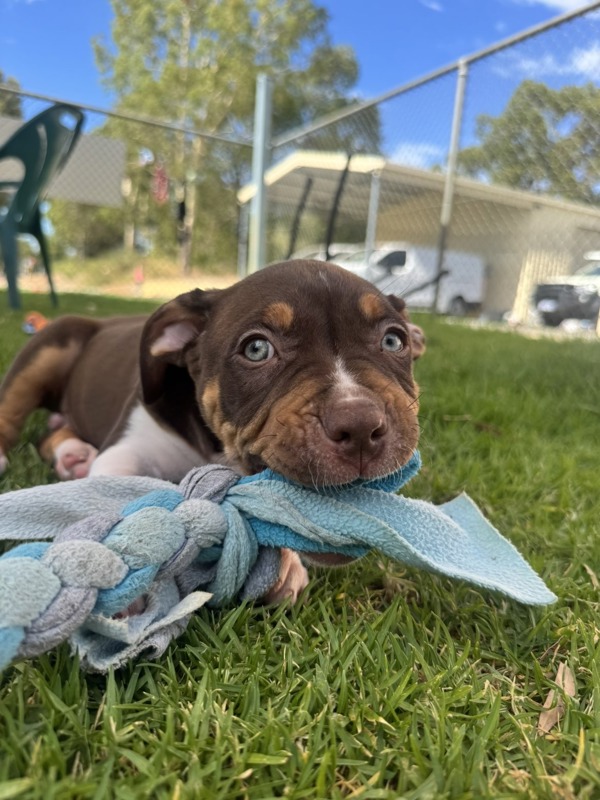 Toblerone | RSPCA Adopt a pet