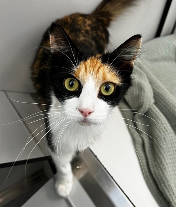 Kitty Galore | RSPCA Adopt a pet