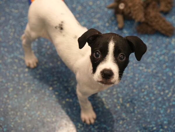 Skylar | RSPCA Adopt a pet
