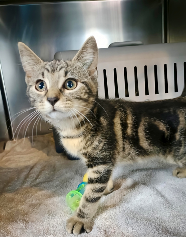 Donna | RSPCA Adopt a pet