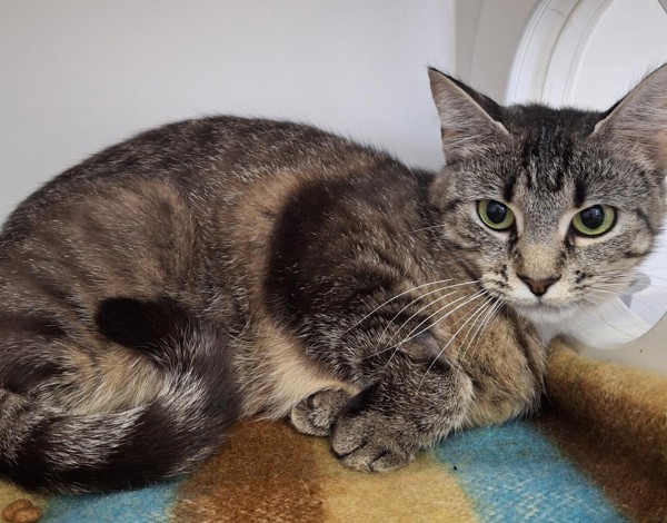 Yuzu | RSPCA Adopt a pet