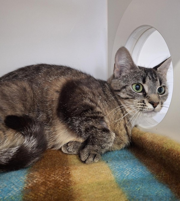 Yuzu | RSPCA Adopt a pet