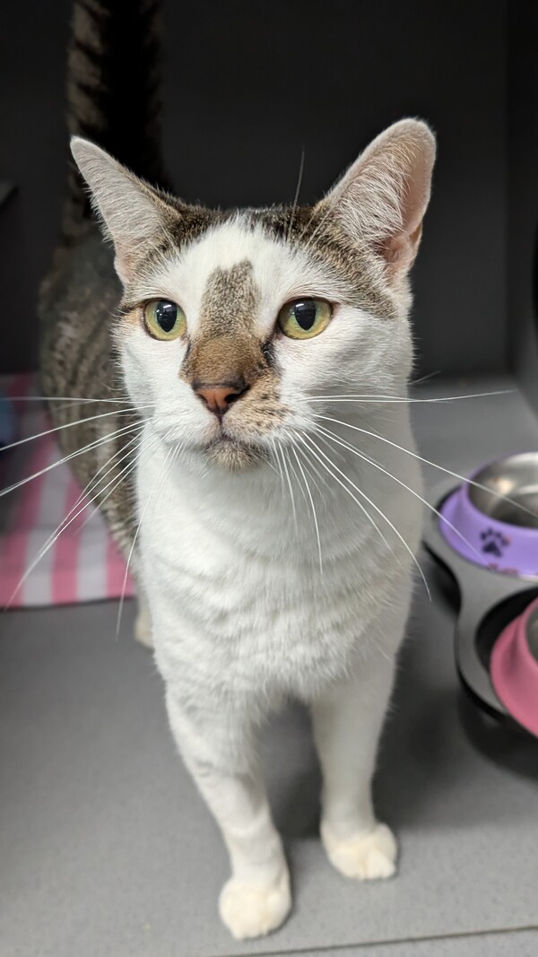 Sir Mittens | RSPCA Adopt a pet