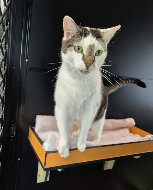 Sir Mittens | RSPCA Adopt a pet