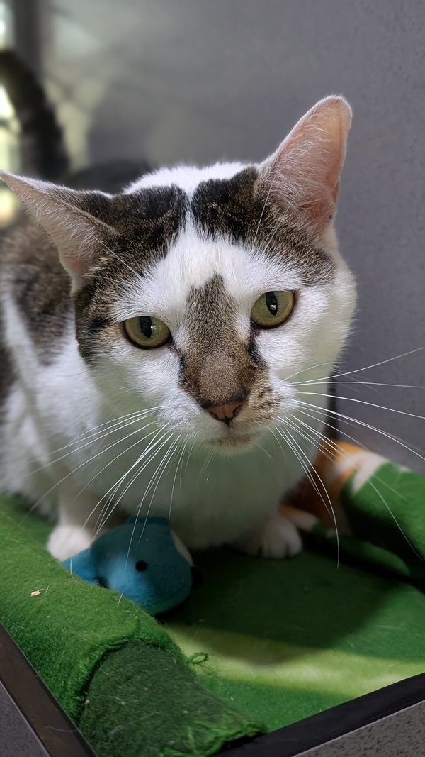 Sir Mittens | RSPCA Adopt a pet