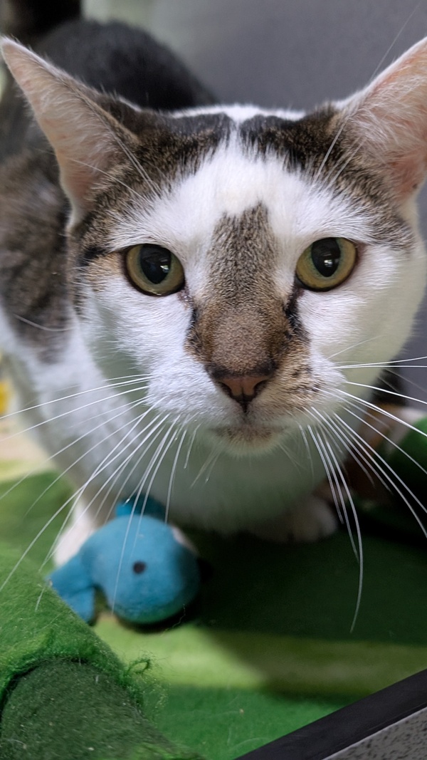 Sir Mittens | RSPCA Adopt a pet
