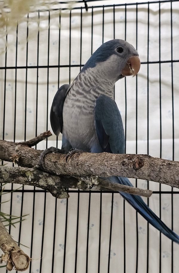 Squawk Norris | RSPCA Adopt a pet