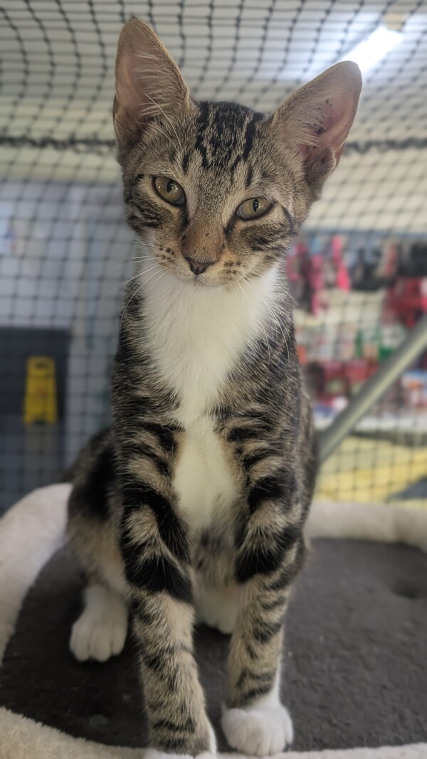 Goose | RSPCA Adopt a pet