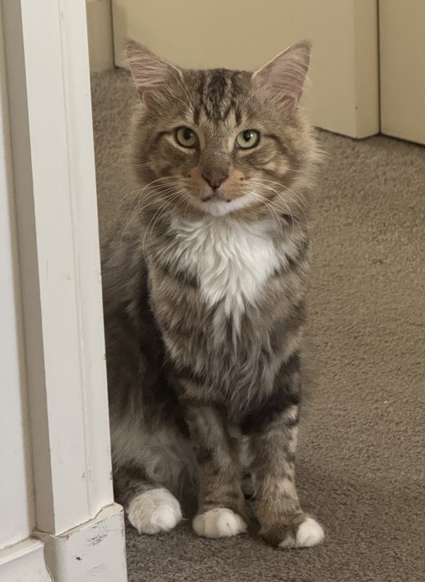Gilbert | RSPCA Adopt a pet