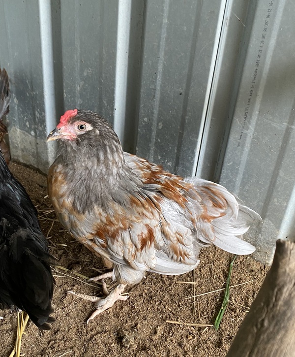 Cluck Kent | RSPCA Adopt a pet