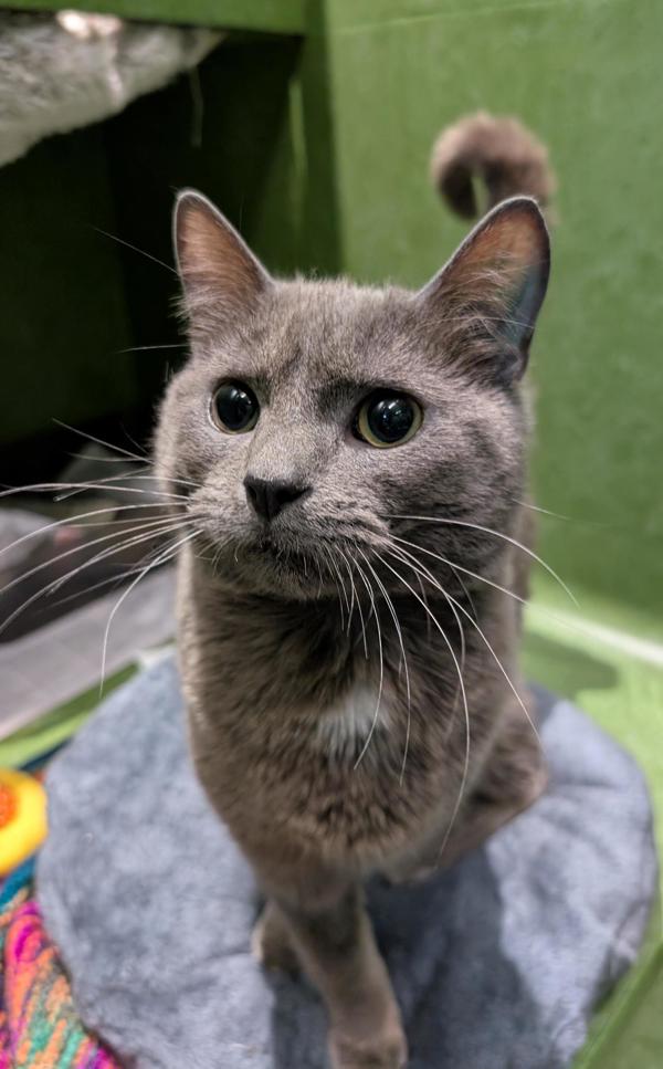 Mr Squiggle | RSPCA Adopt a pet