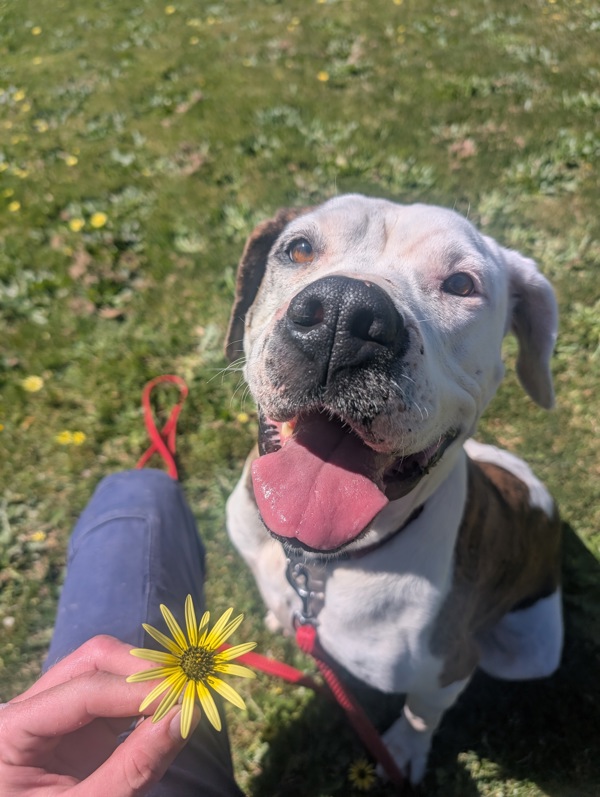 Kyla | RSPCA Adopt a pet