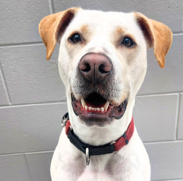 Aurora | RSPCA Adopt a pet