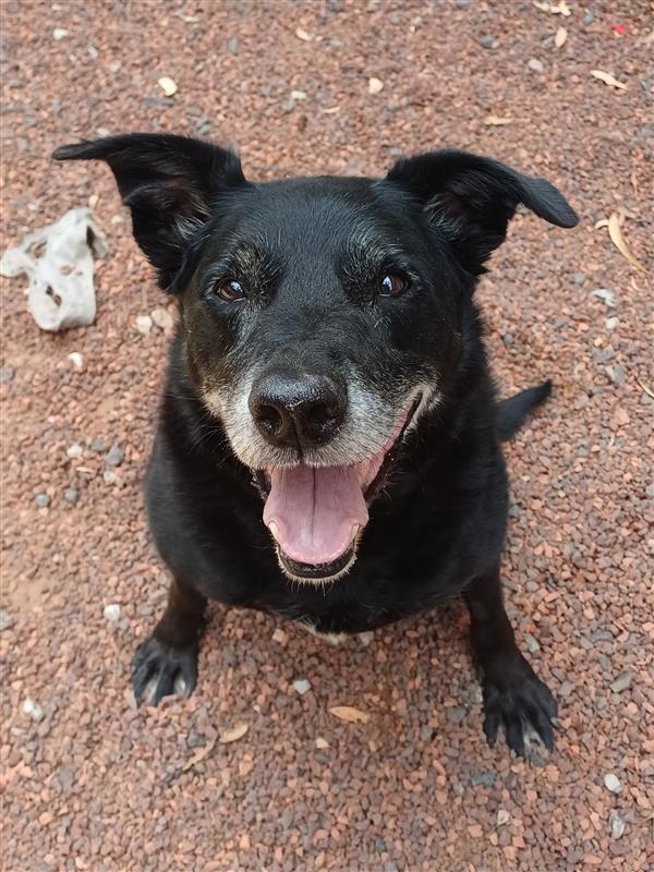 Max | RSPCA Adopt a pet
