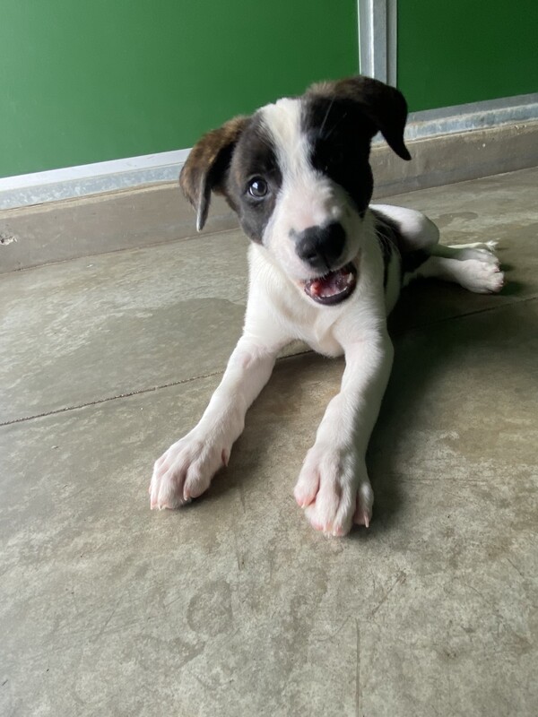 Happy | RSPCA Adopt a pet