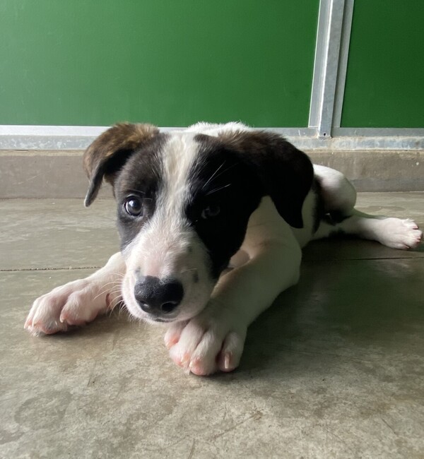 Happy | RSPCA Adopt a pet
