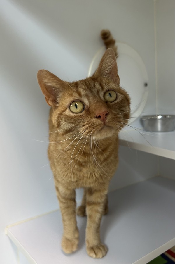 Helen | RSPCA Adopt a pet
