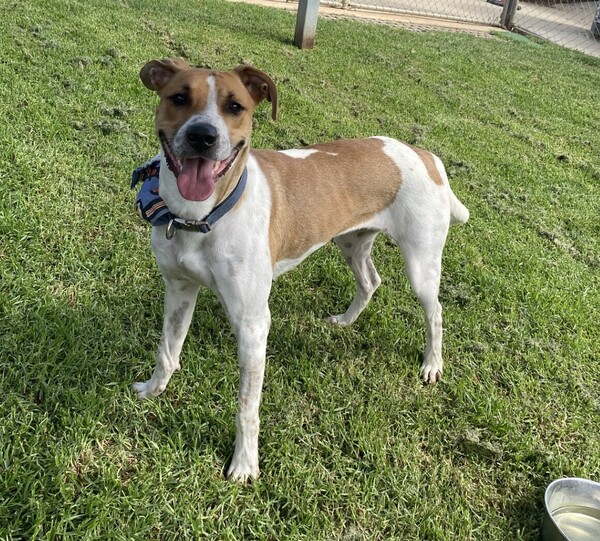 Sheila | RSPCA Adopt a pet