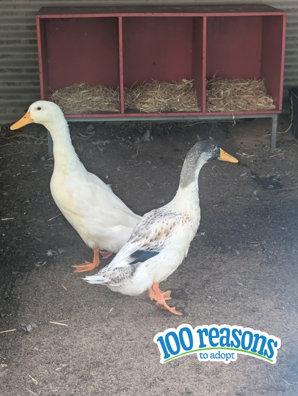 Duck Vader & Quack Efron | RSPCA Adopt a pet