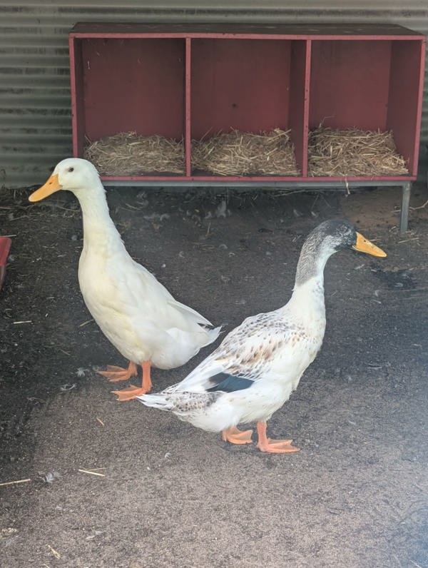 Duck Vader & Quack Efron | RSPCA Adopt a pet