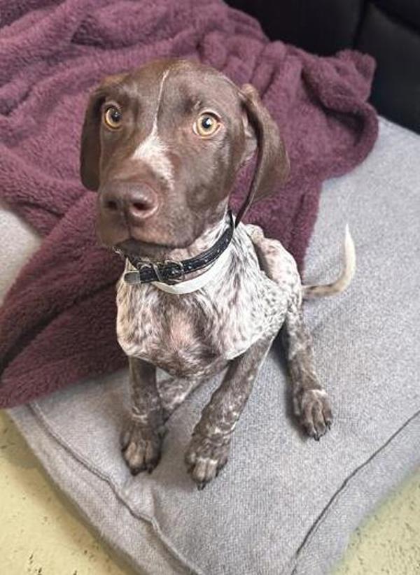 Crumpet | RSPCA Adopt a pet
