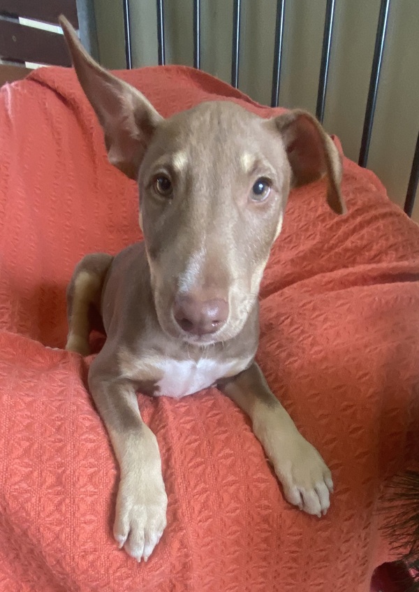 Clover | RSPCA Adopt a pet