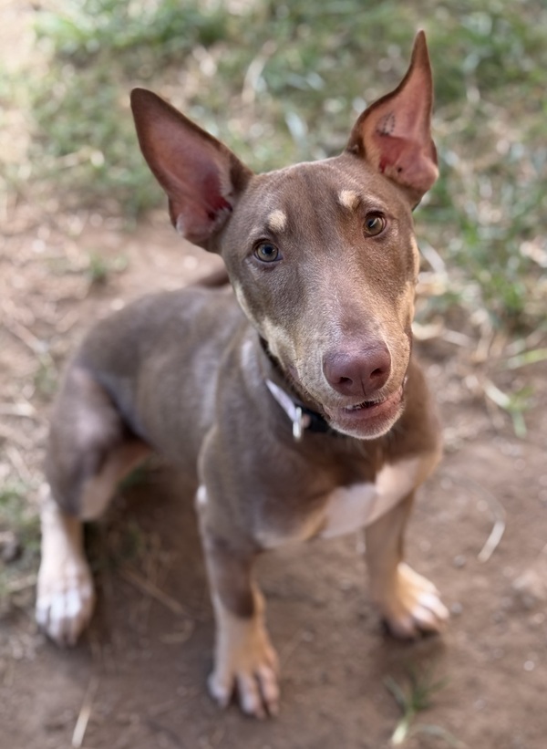 Clover | RSPCA Adopt a pet