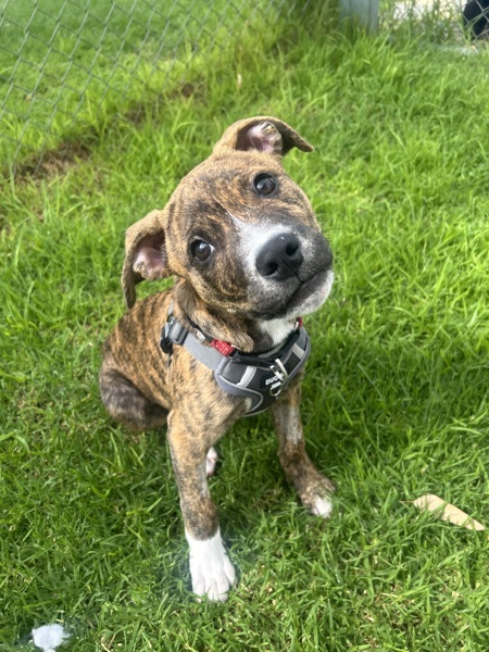 Rainbow | RSPCA Adopt a pet