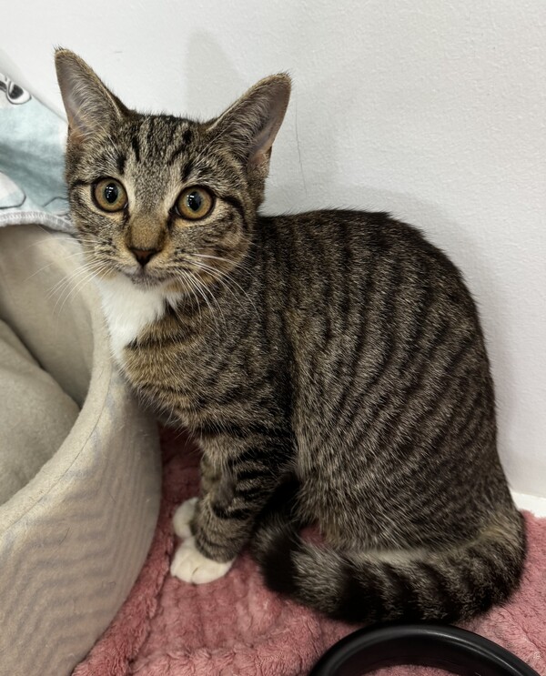 Midori | RSPCA Adopt a pet