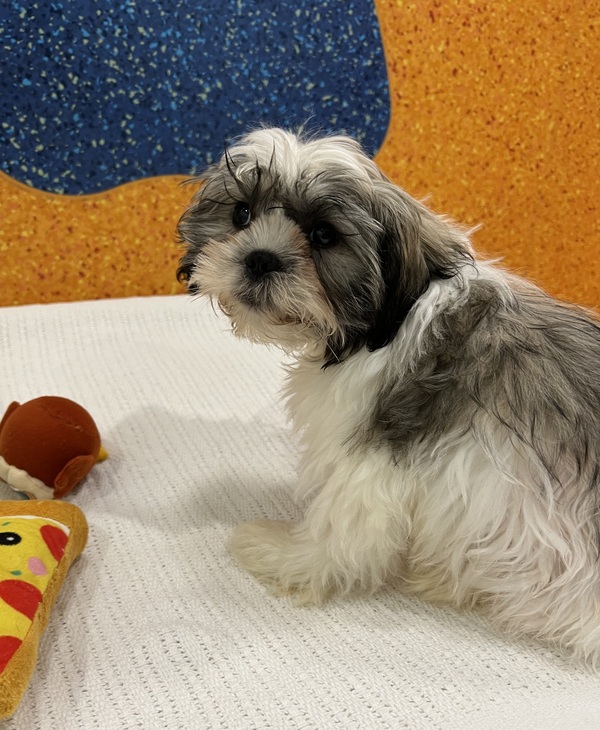 Roo | RSPCA Adopt a pet