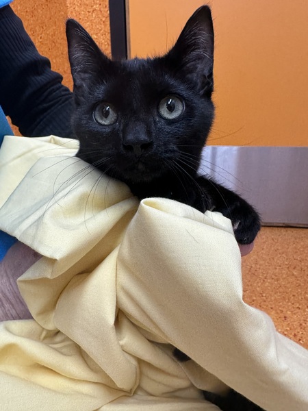 Binx | RSPCA Adopt a pet