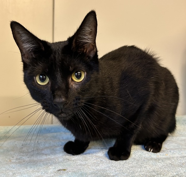 Nyx | RSPCA Adopt a pet