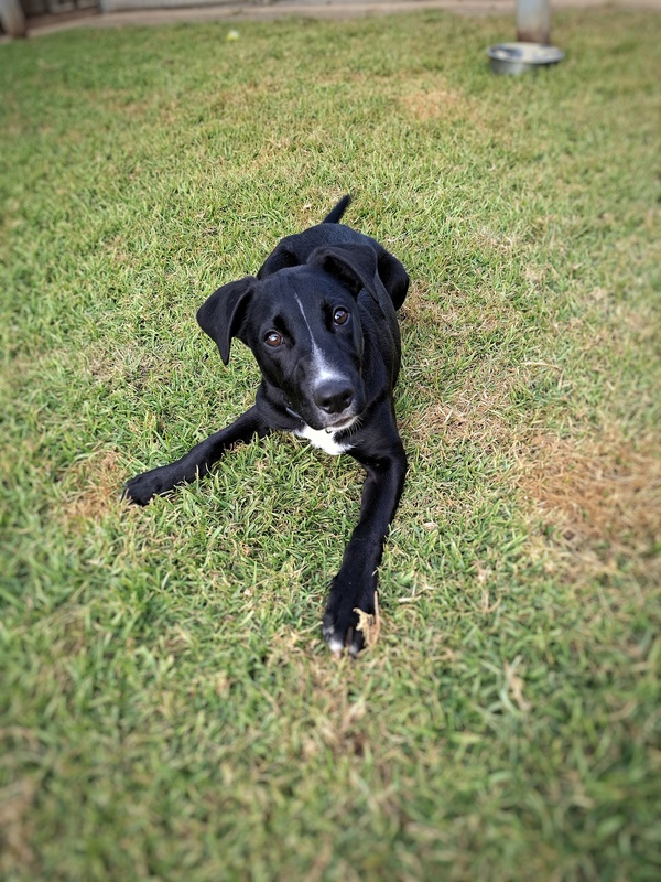 Colin | RSPCA Adopt a pet