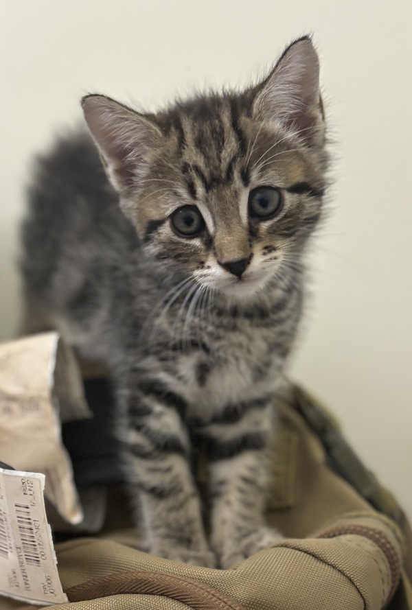 Tiger | RSPCA Adopt a pet