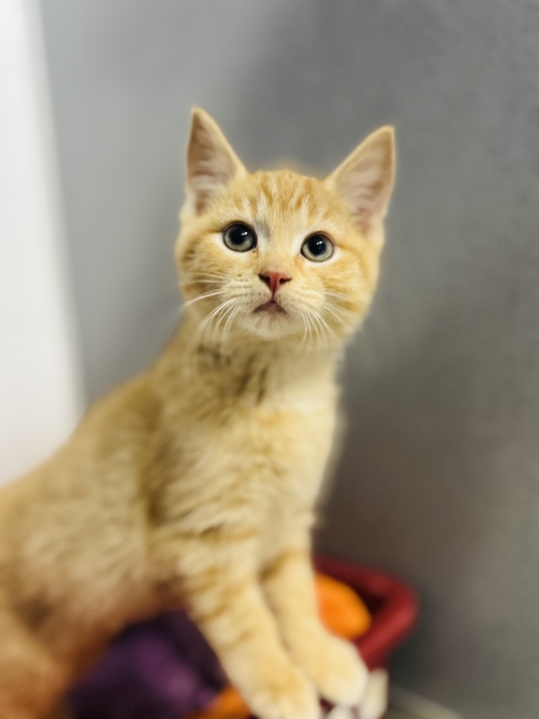 Gabriel | RSPCA Adopt a pet