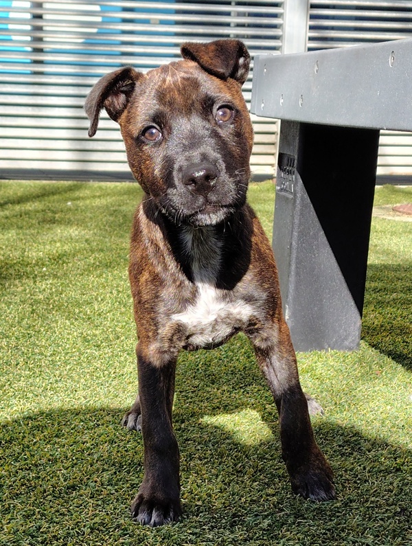 Greta | RSPCA Adopt a pet