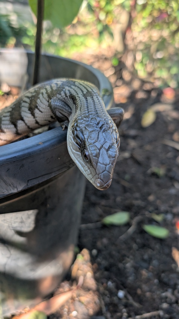 Juicebox | RSPCA Adopt a pet